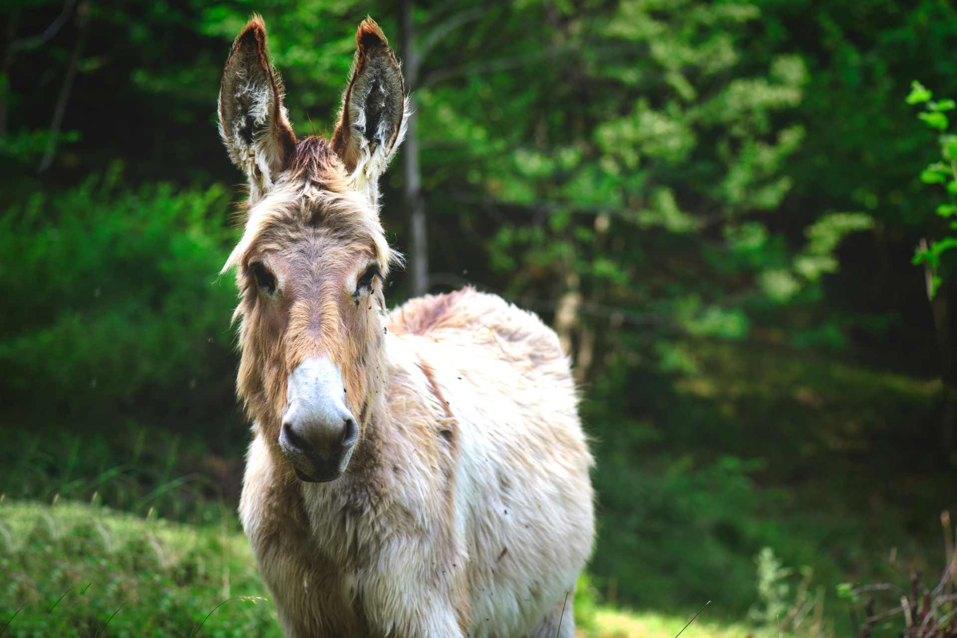Buridans Esel – was passiert, wenn man sich nicht entscheiden kann ...